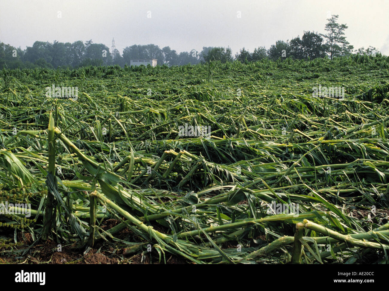 storm and hail threatened field of maize Stock Photo - Alamy