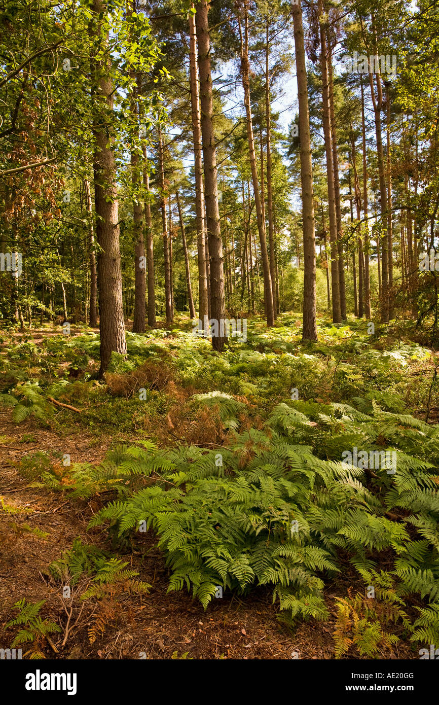 Trees and ferns in a wood in the Surrey hills Stock Photo - Alamy
