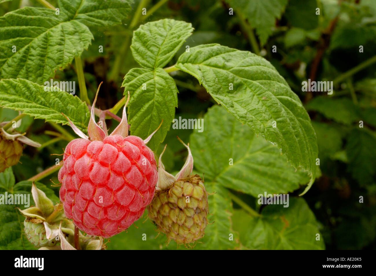 Raspberries, ripening (horizontal Stock Photo - Alamy