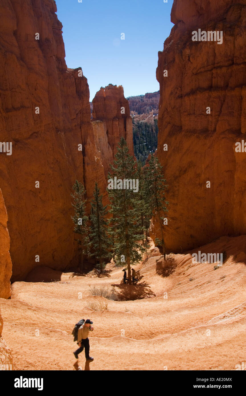 USA Utah Bryce Canyon National Park Douglas Fir Trees in a canyon of ...