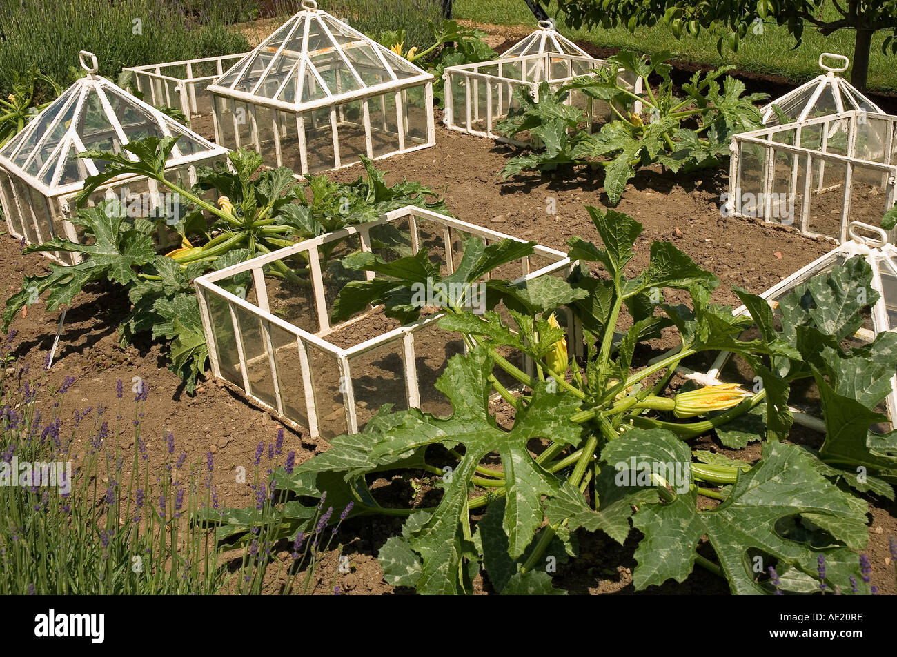 Courgettes courgette plant plants growing in vegetable garden England ...