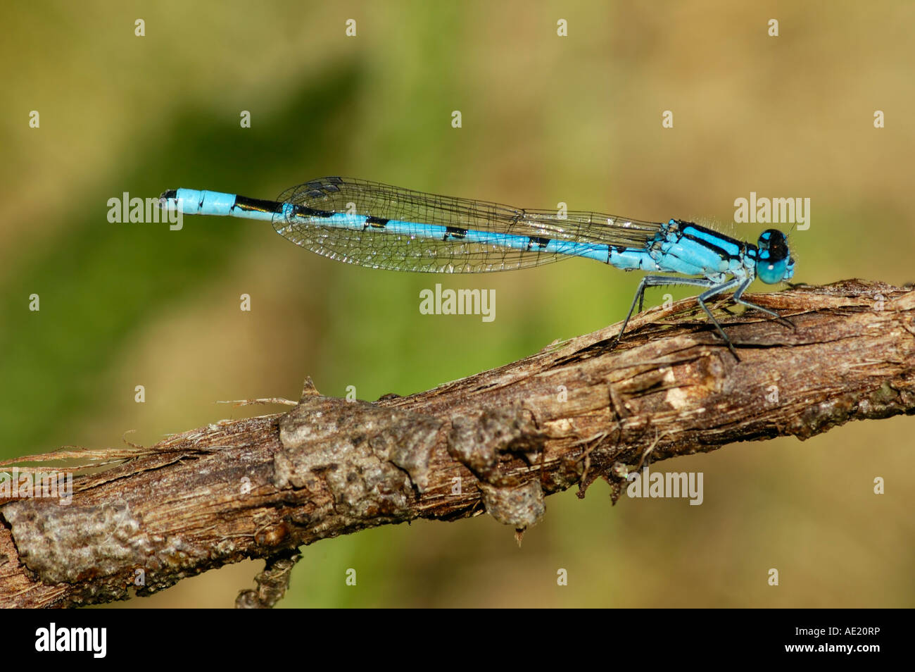 Common Blue Damselfly Enallagma cyathigerum Stock Photo - Alamy