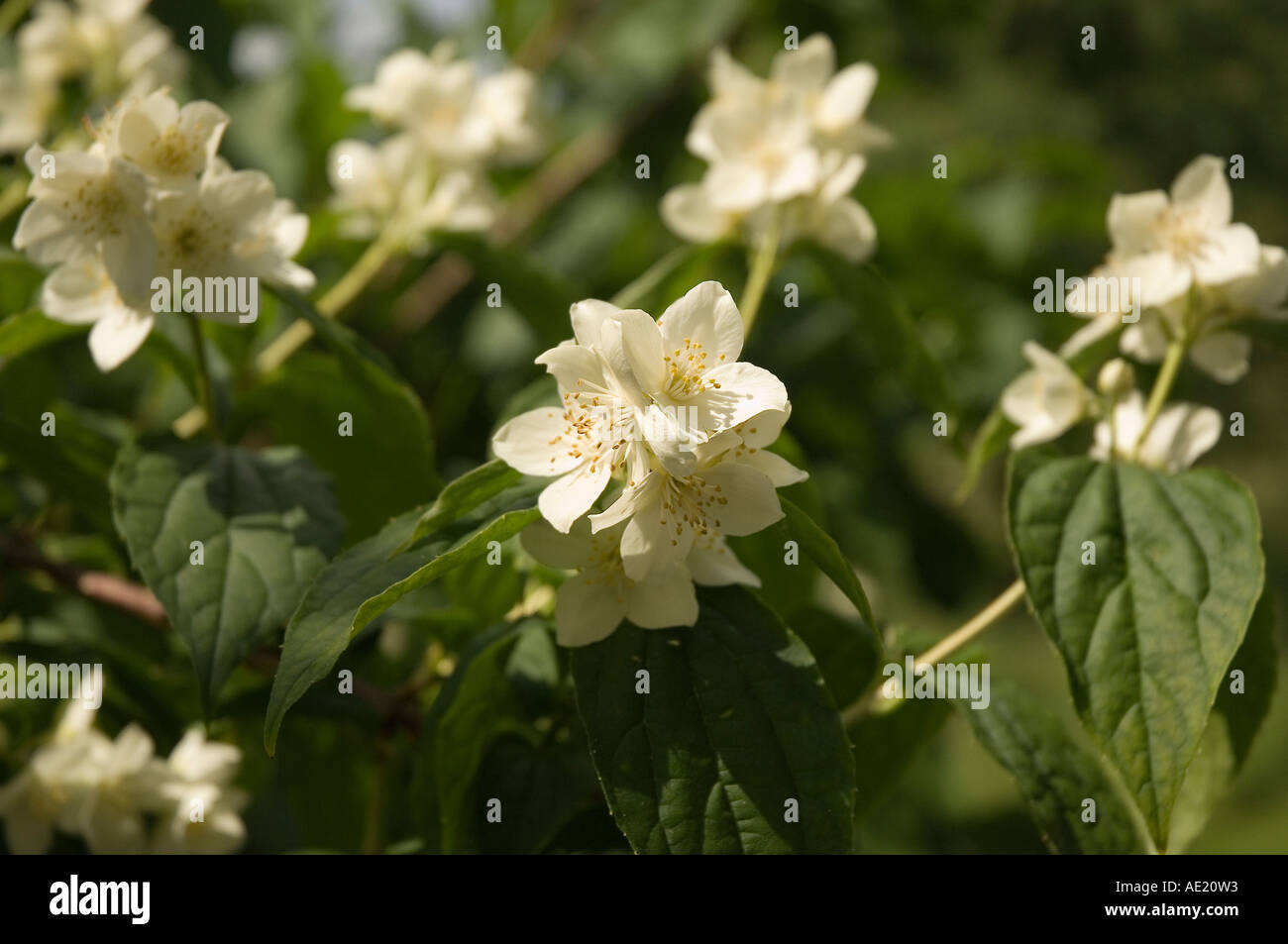 Mock orange flower garden hi-res stock photography and images - Alamy
