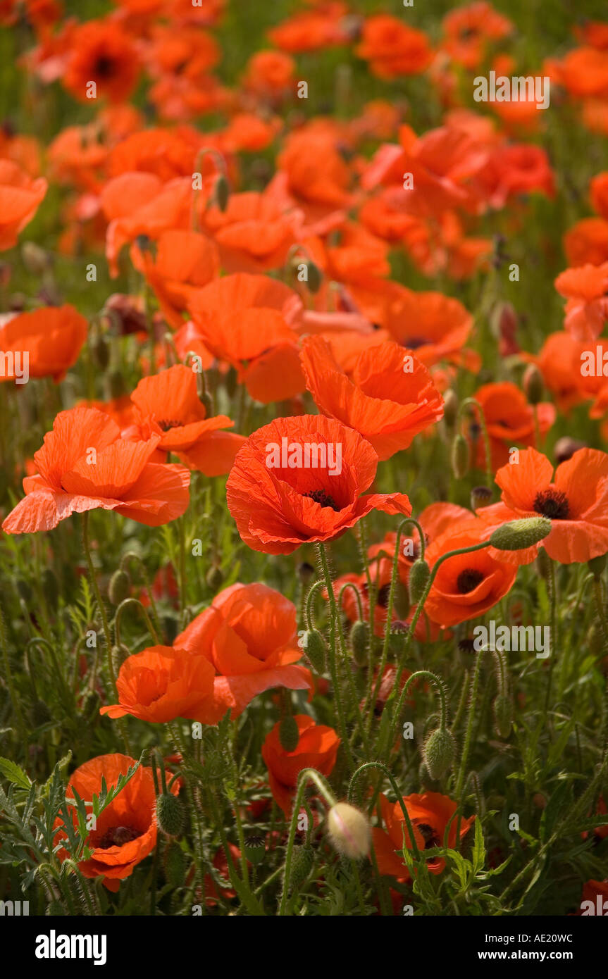 Close up of field of red poppies common poppy wildflower wildflowers ...