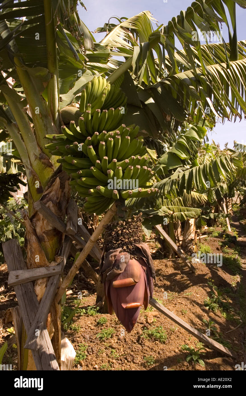 Close up of bananas growing on Banana tree Madeira Portugal EU Europe ...
