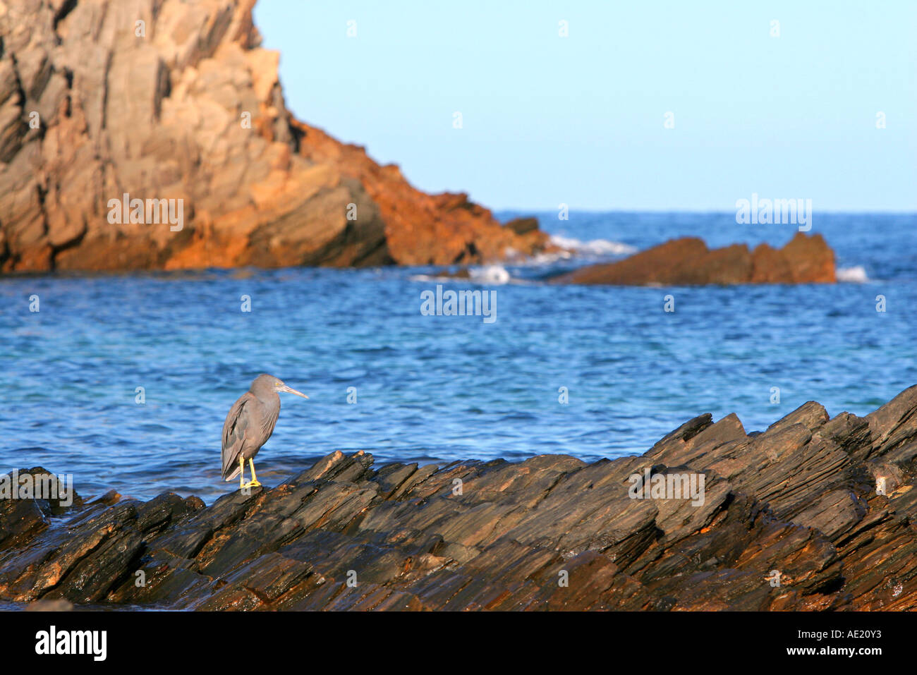 Blue Heron bird sea ocean Stock Photo - Alamy