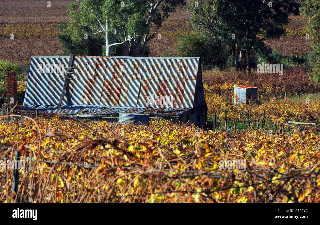 Corrugations and Vines Stock Photo - Alamy