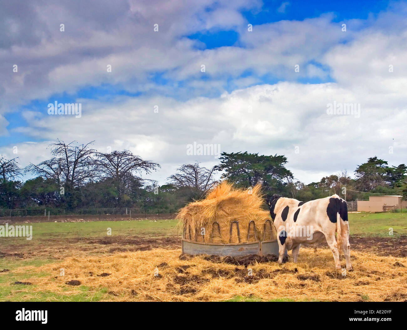 Feed bin cow hi-res stock photography and images - Alamy