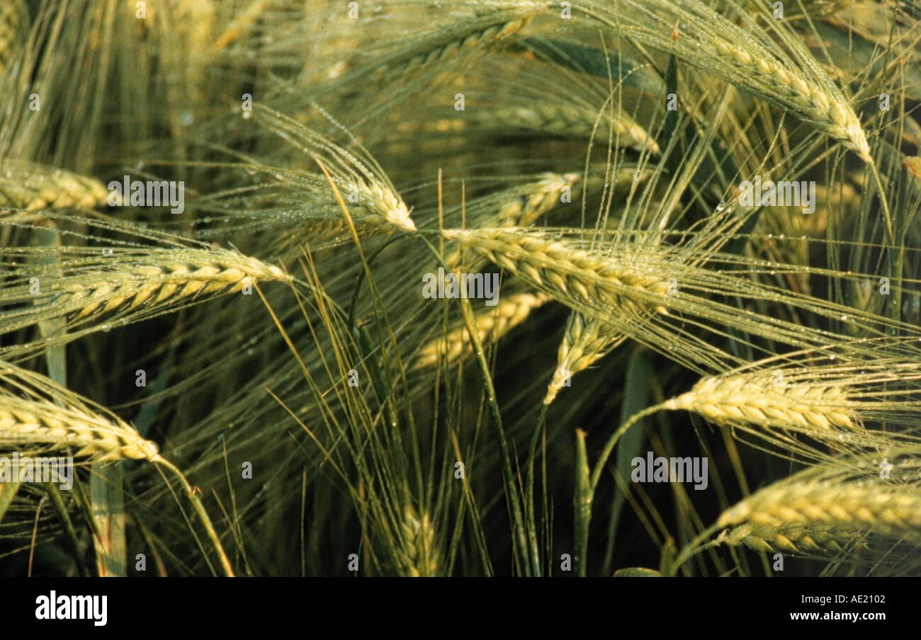 Wheat panicle hi-res stock photography and images - Alamy