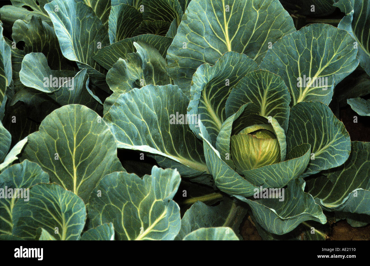 field of cabbage Stock Photo - Alamy