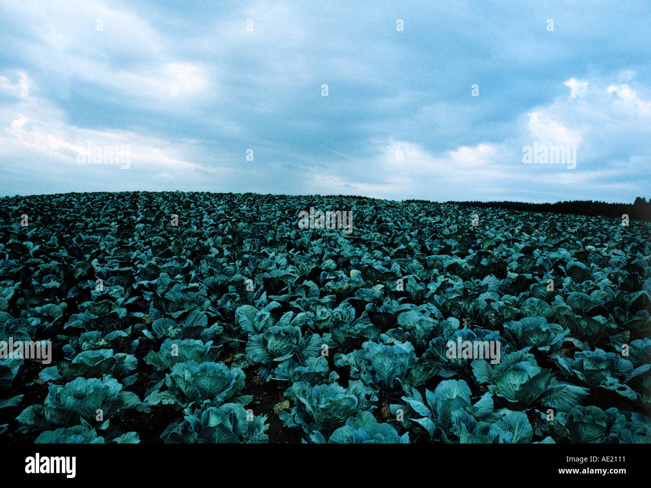 field of cabbage Stock Photo - Alamy