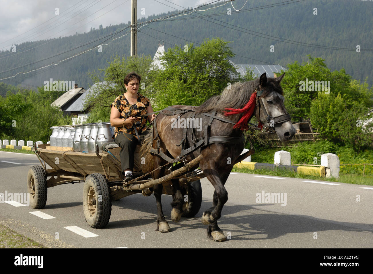 Collecting milk the traditional way, Moldavia / Southern Bucovina ...