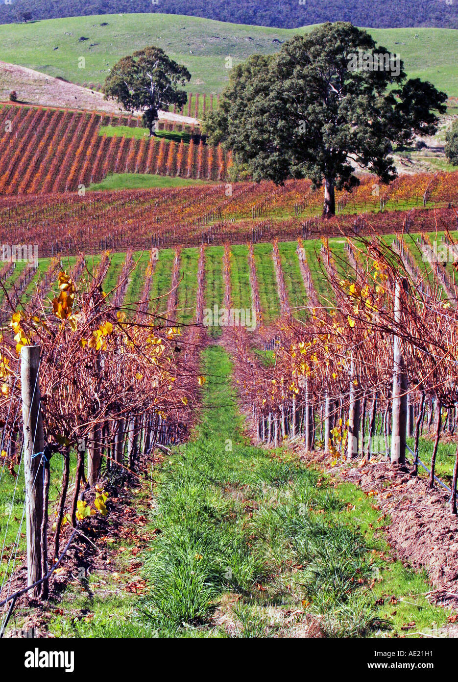 Vine gum hi-res stock photography and images - Alamy