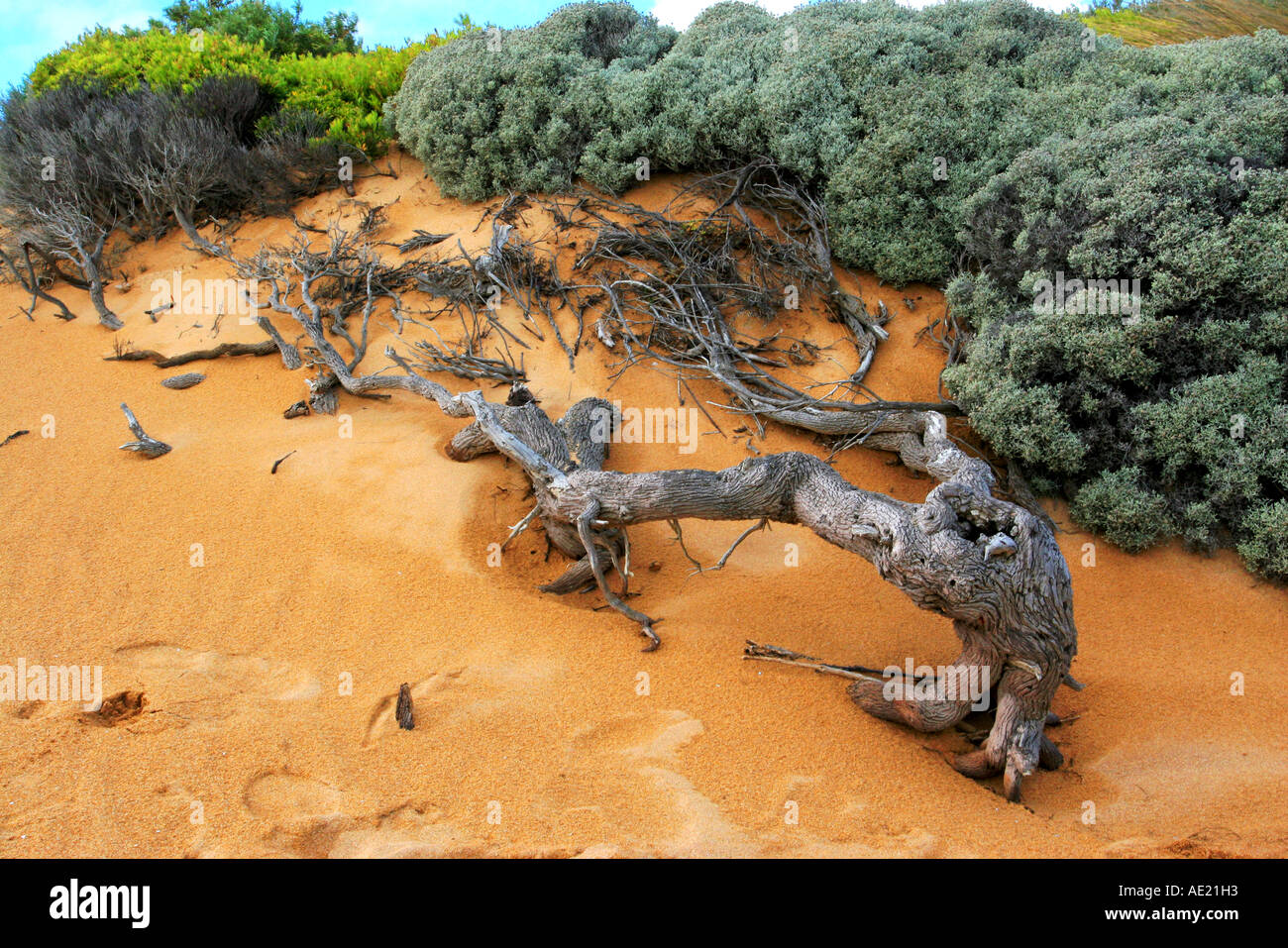 Wind swept tree hi-res stock photography and images - Alamy