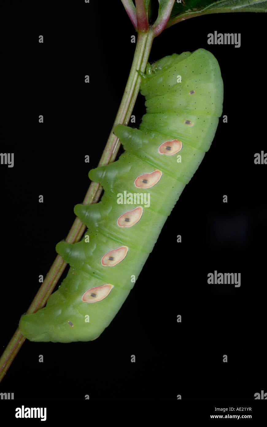 Pandorus sphinx moth caterpillar final instar on Virginia creeper Stock ...