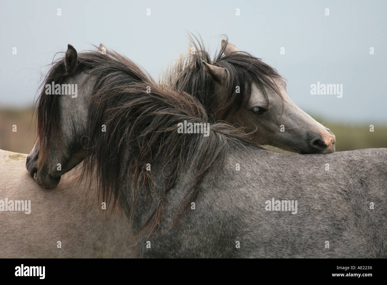 Scratching each others backs hi-res stock photography and images - Alamy
