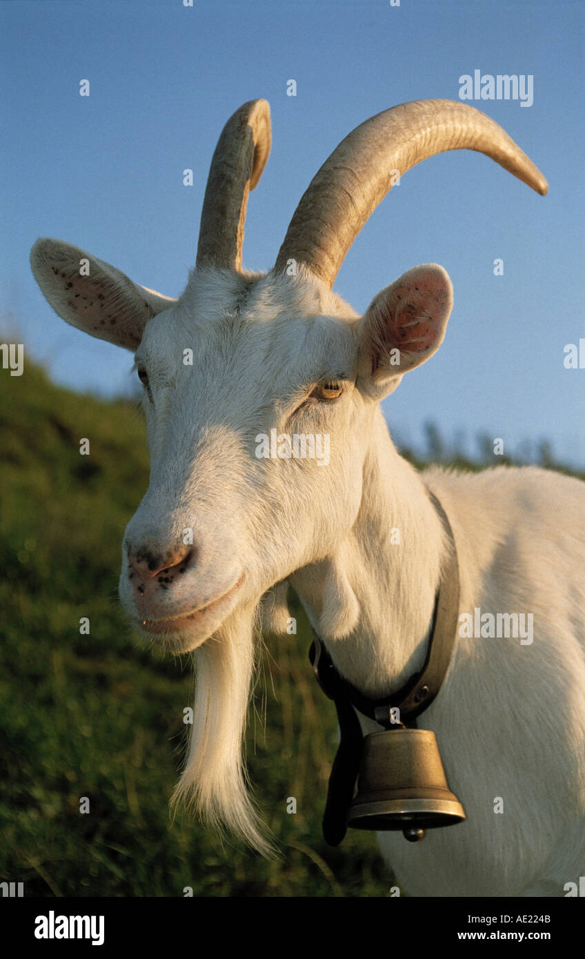 Goat breed switzerland hi-res stock photography and images - Alamy
