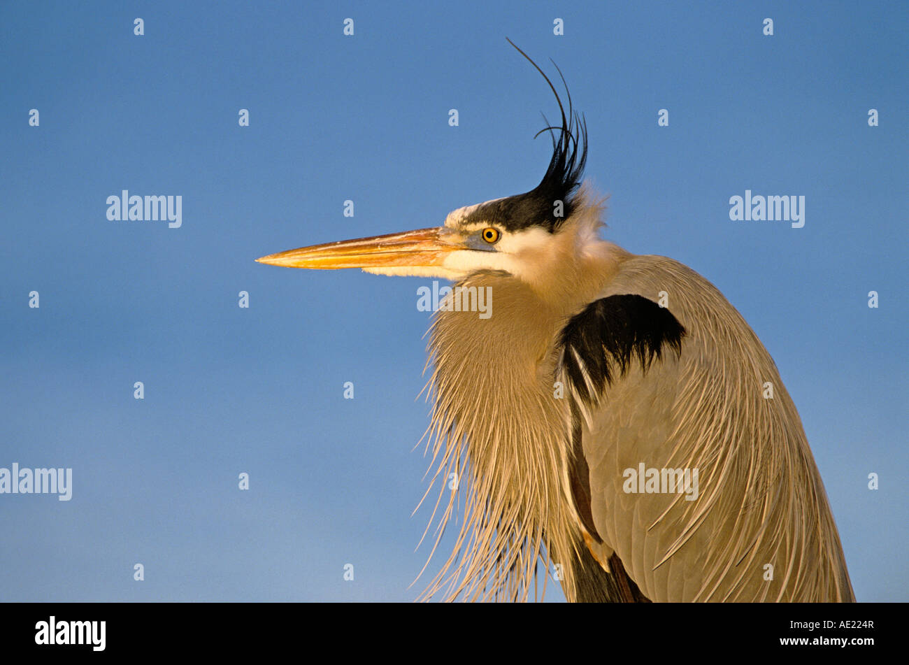 Great Blue Heron Ardea herodias adult Rockport Texas USA March 2001 ...
