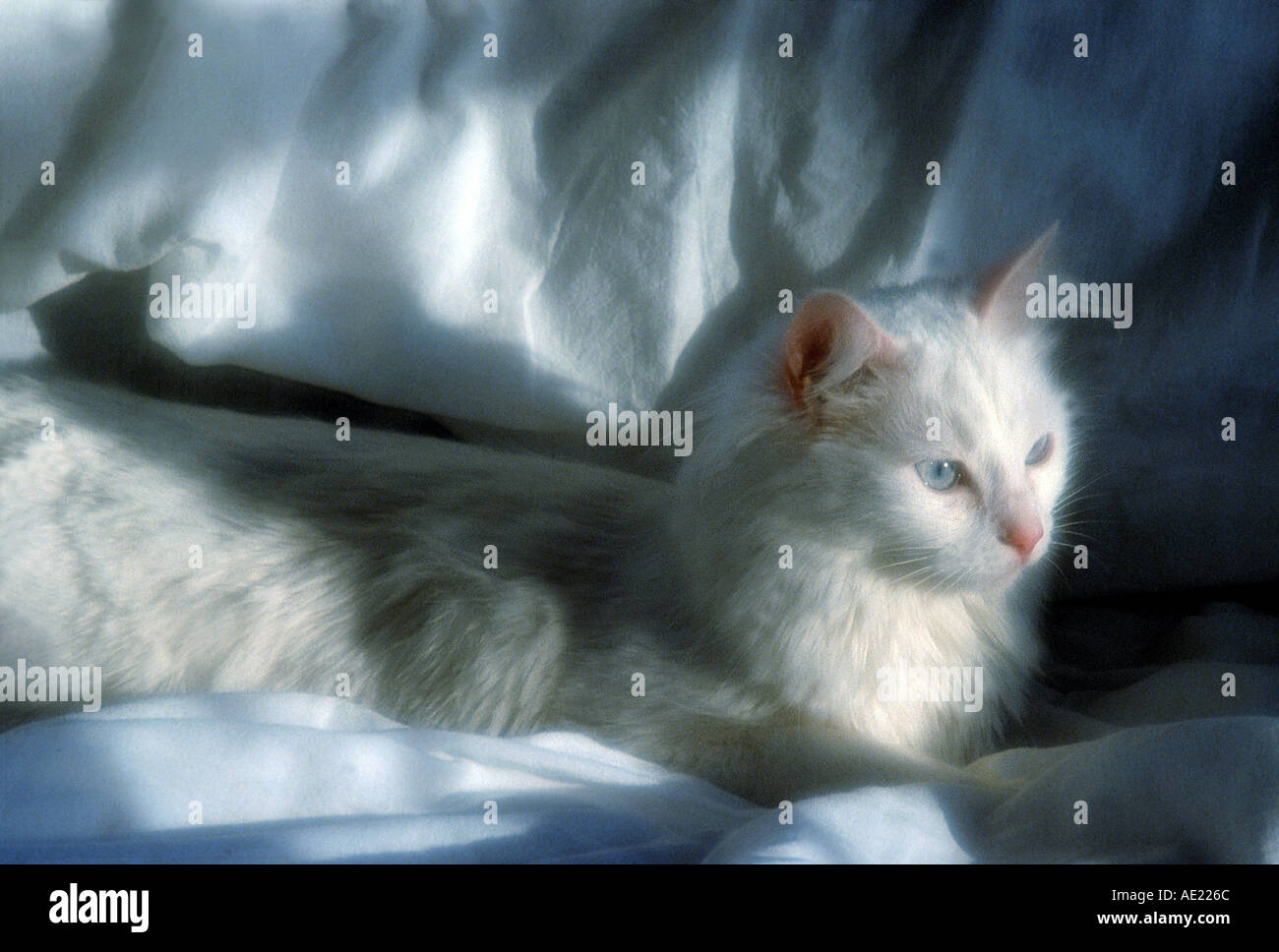 portrait of house cat Stock Photo - Alamy