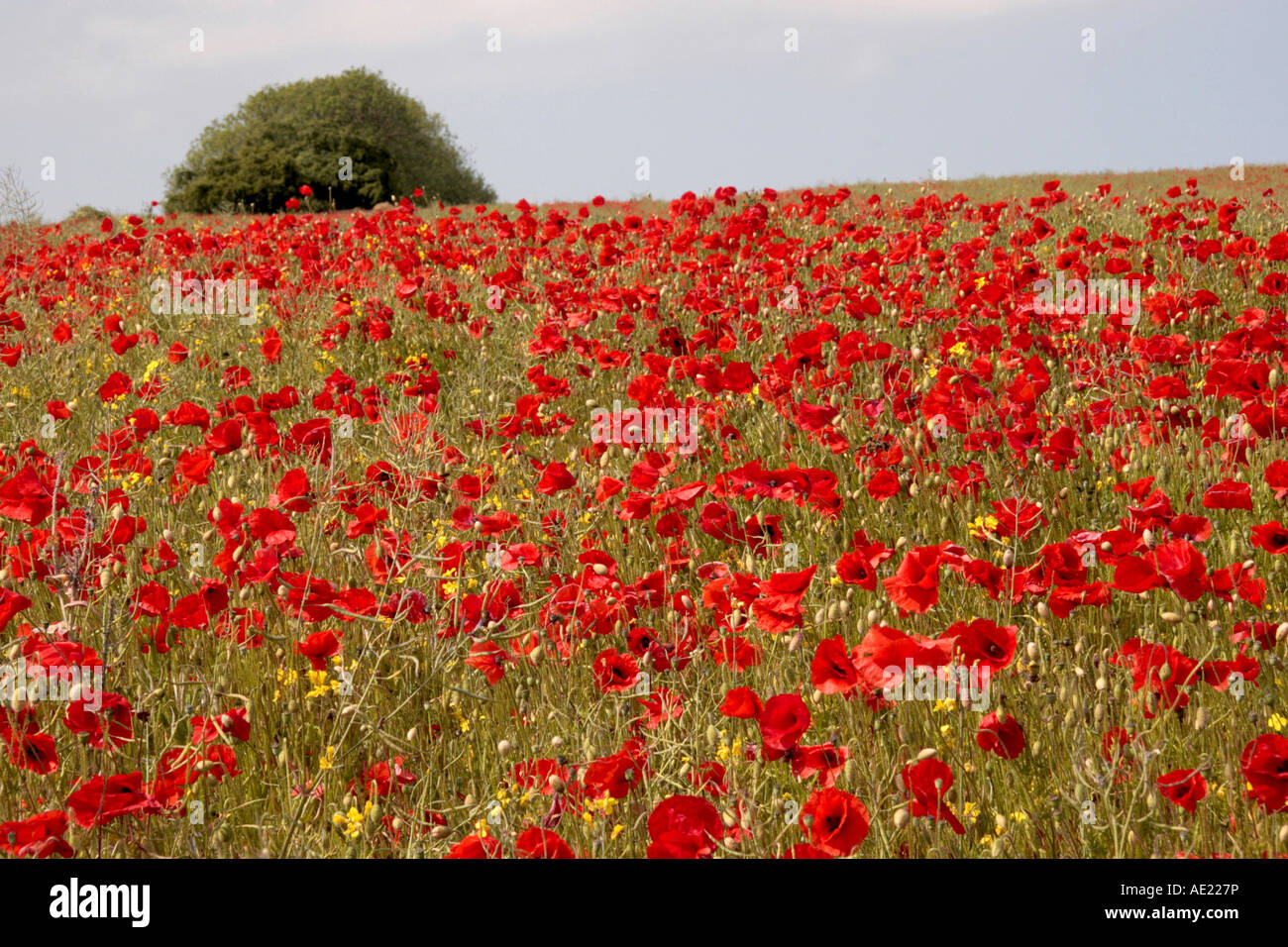 Common Poppy, Papaver rhoeas Stock Photo - Alamy