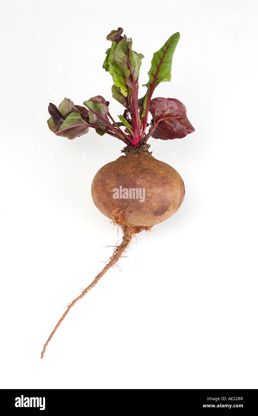 Beetroot on white background Stock Photo - Alamy