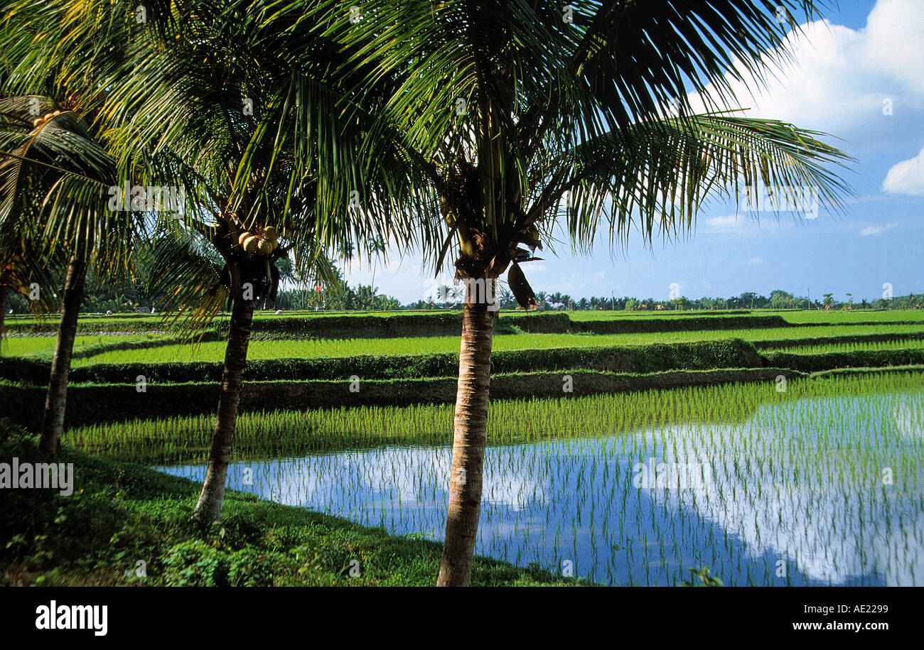 paddy fields near the village of ubud region of tegallalang island of ...