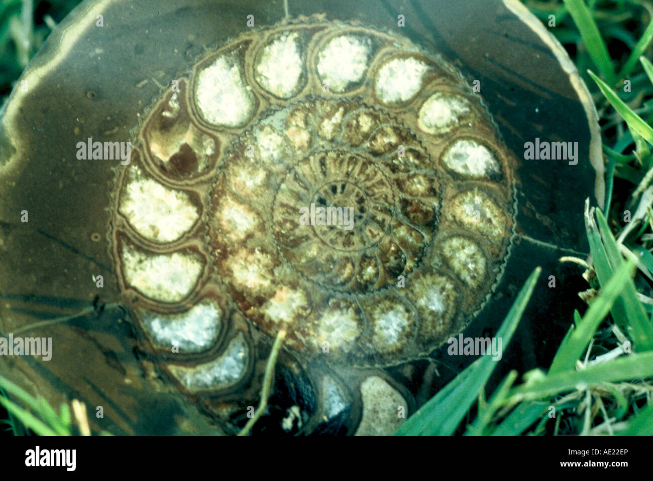 Cross section of fossil Stock Photo - Alamy