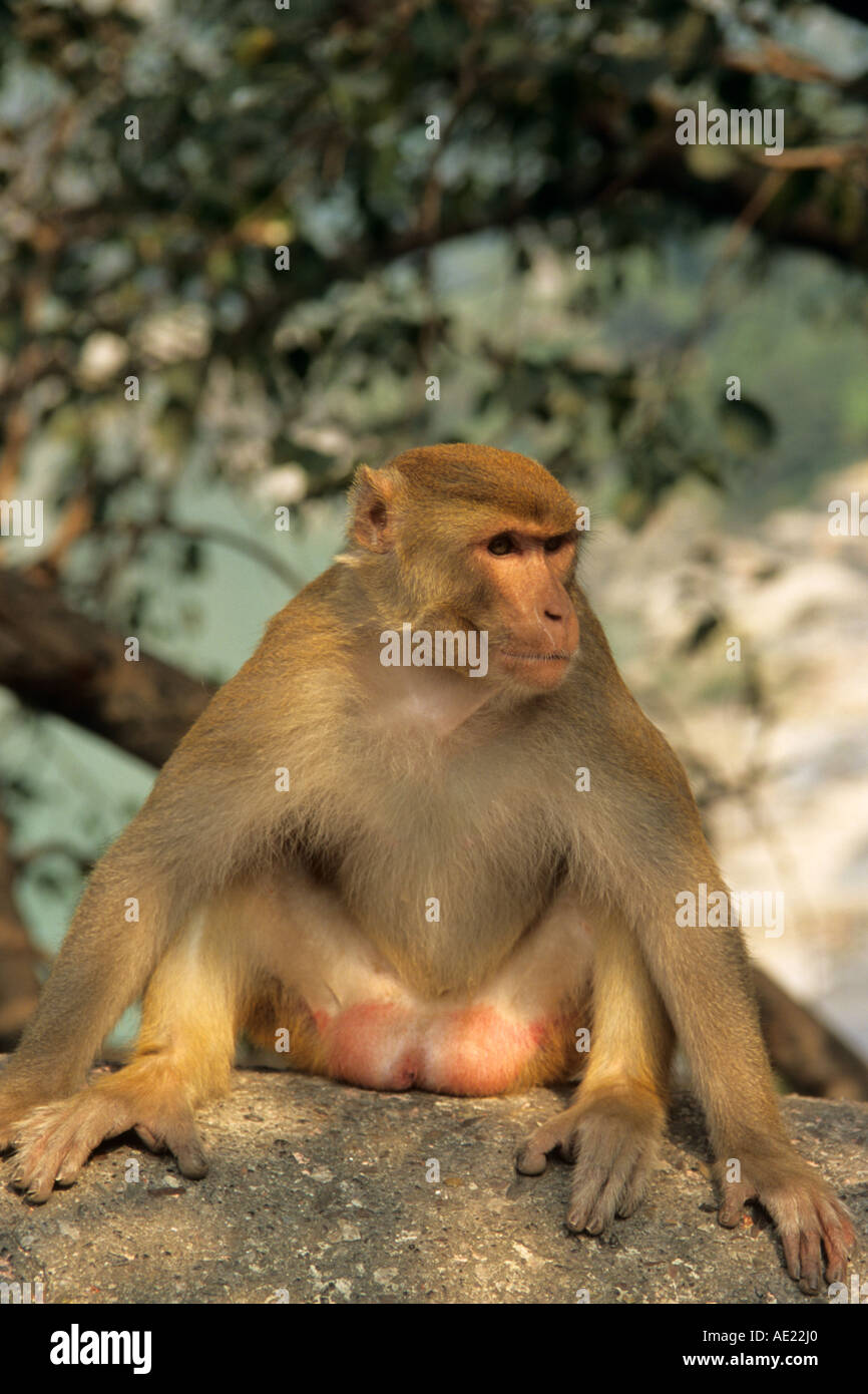 India Uttar Pradesh Rishikesh monkey Stock Photo - Alamy