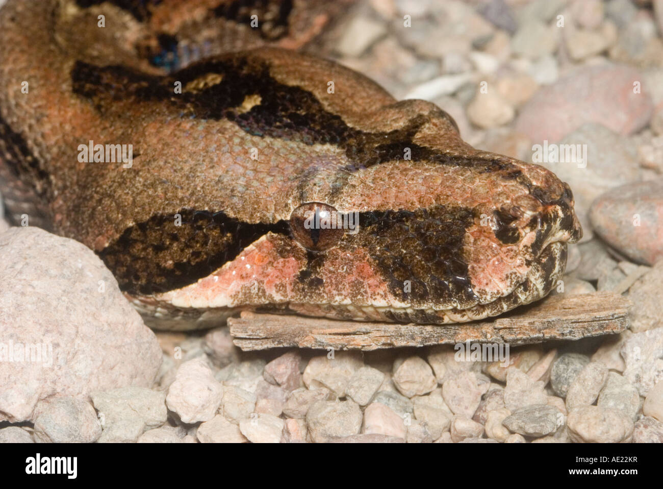 Constrictor Prey High Resolution Stock Photography and Images - Alamy