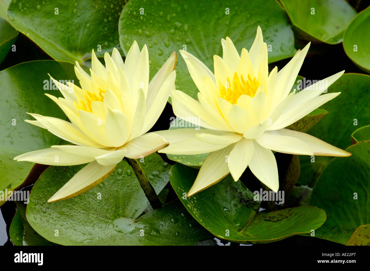 A pair of yellow water lilly flowers with lilly pads in the background ...