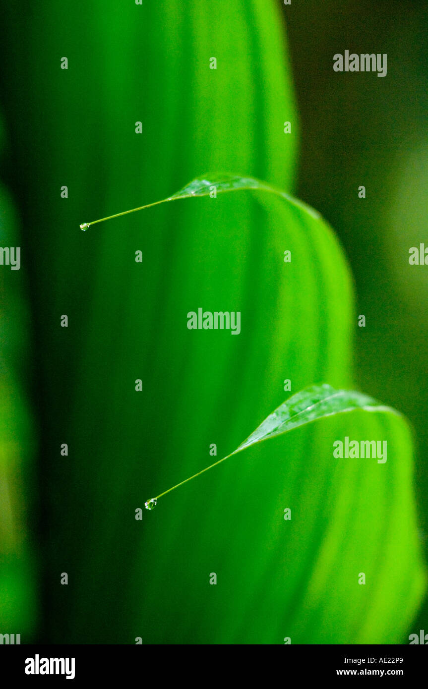 A close up of a rainforest palm frond with a drop of water on the ends ...