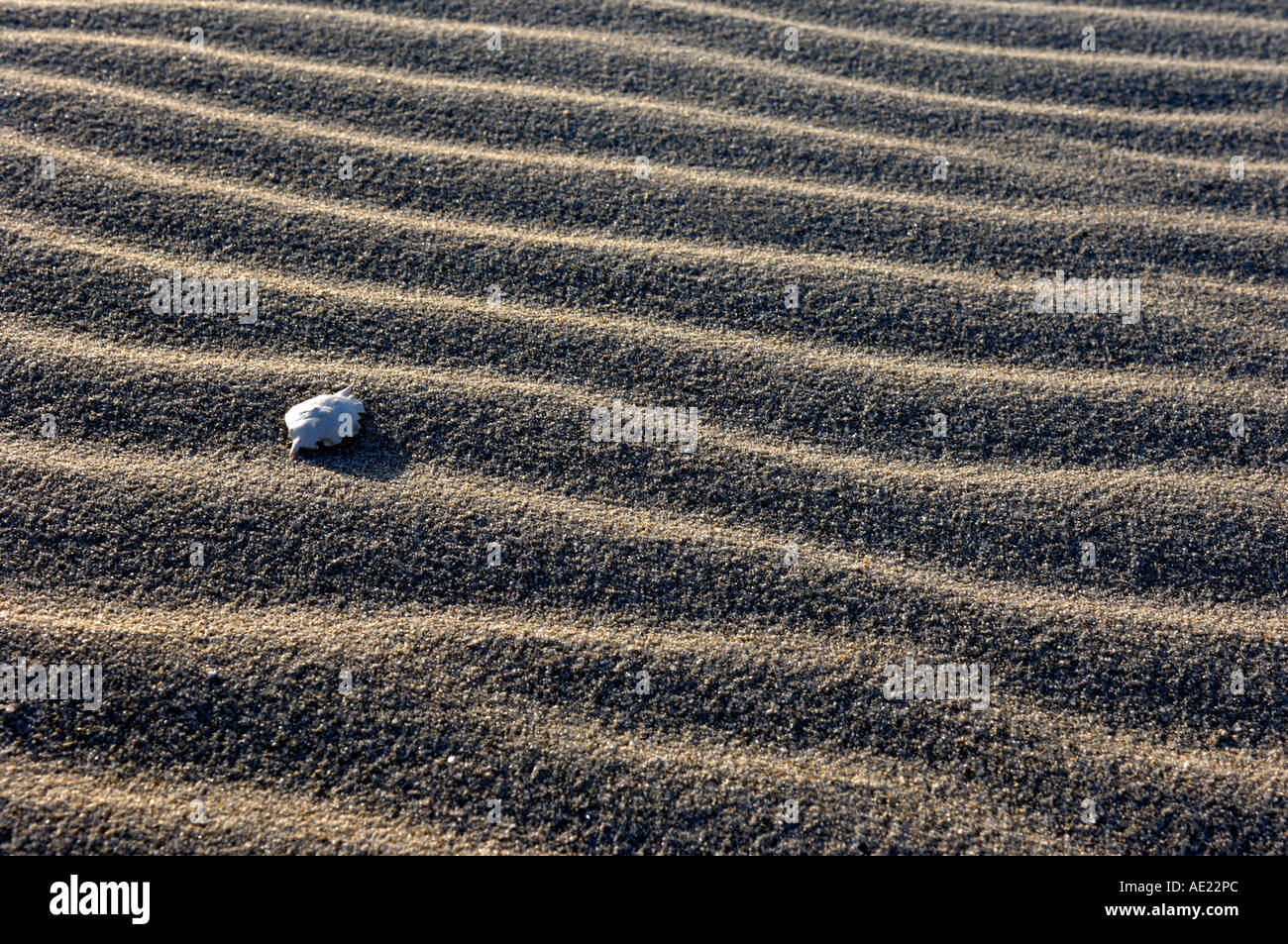 A small single weathered crab shell lays between ripples in the sand as ...