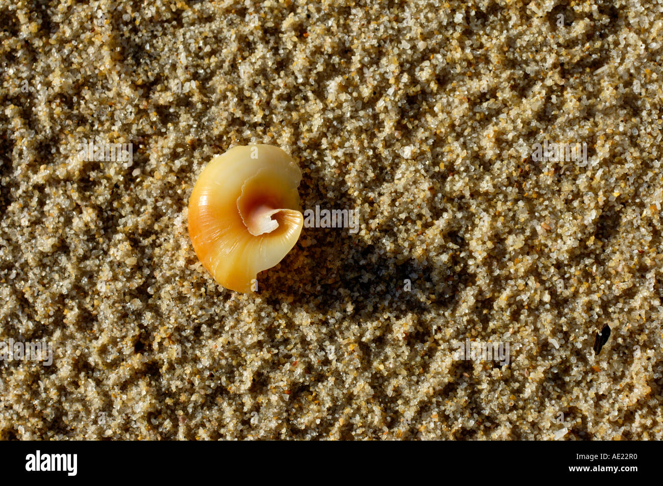 A single shell close up on a rough textured gritty sand background ...