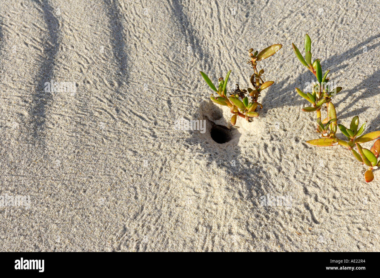 An entrance to a crabs hole on a beach with crab tracks in the sand all ...