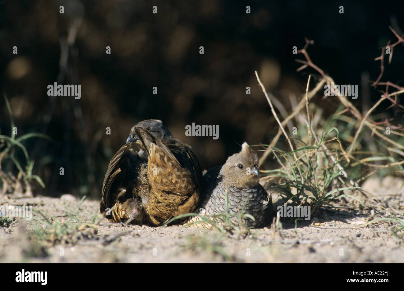Scaled Quail Callipepla squamata pair dust bathing Starr County Rio ...