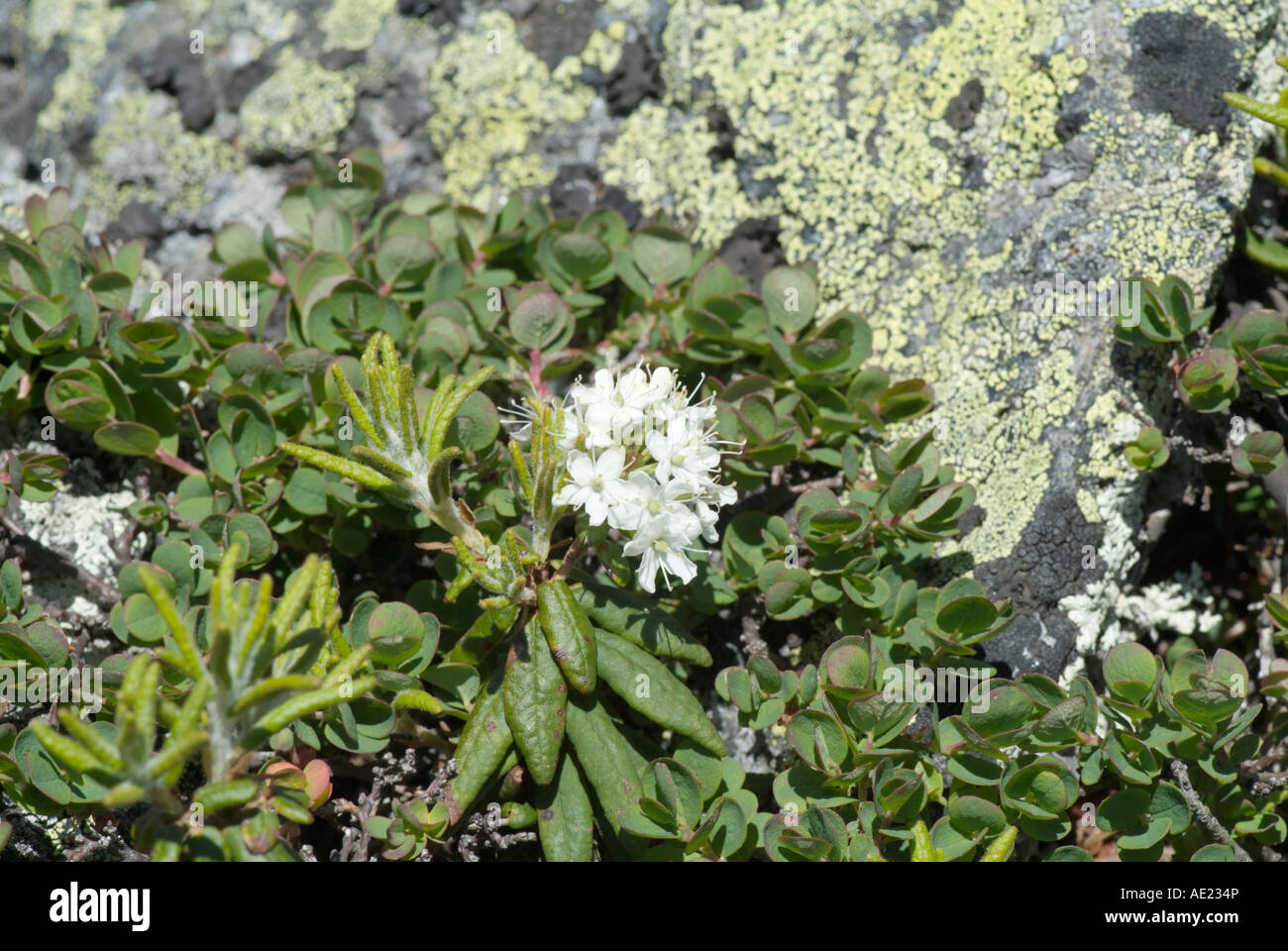 Labrador Tea- Ledum groenlandicum Stock Photo - Alamy