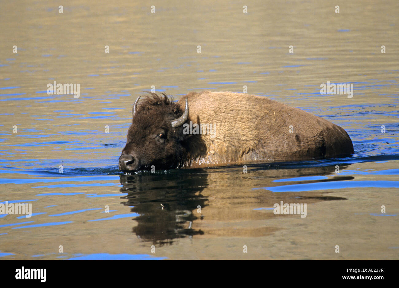Bison Bison bison buffalo swimming across a river with a reflection in ...
