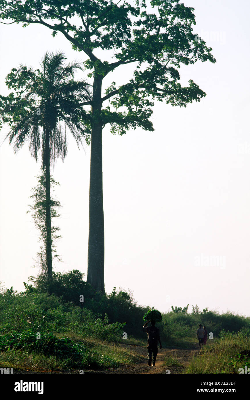 Deforestation ivory coast hi-res stock photography and images - Alamy
