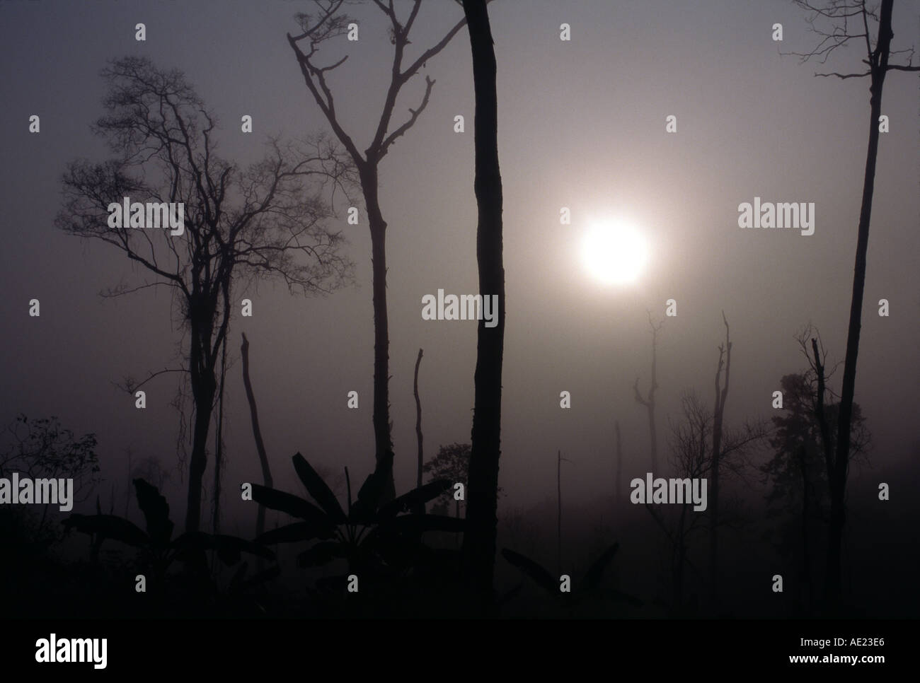 The sun rises through the haze in a tropical rain forest clearing ...