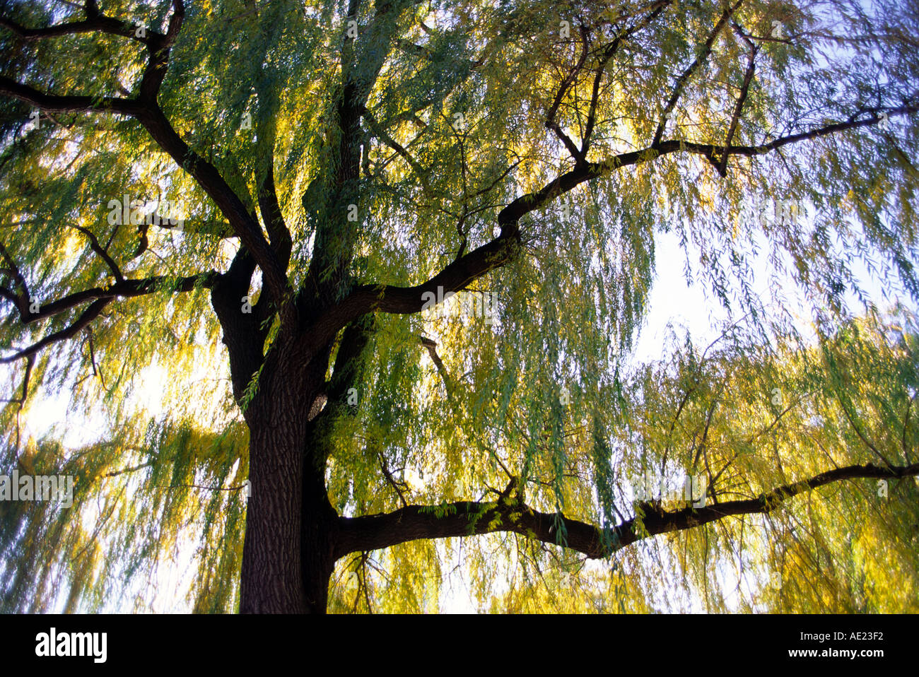 Weeping willow Boston Common Stock Photo - Alamy Weeping willow Boston Common Stock Photo - Alamy