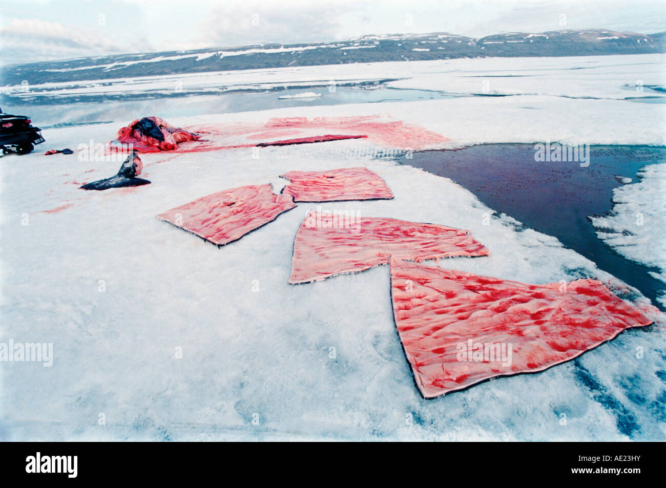 narwal ,Narval monodon monoceros Stock Photo - Alamy