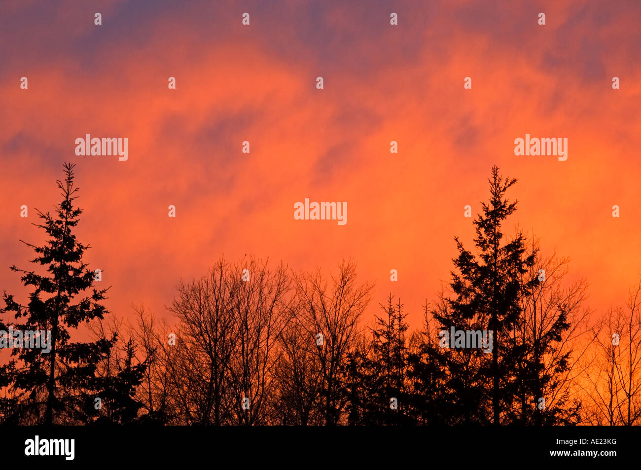 Sunset skies and spruce tree silhouettes, Greater Sudbury, Ontario ...