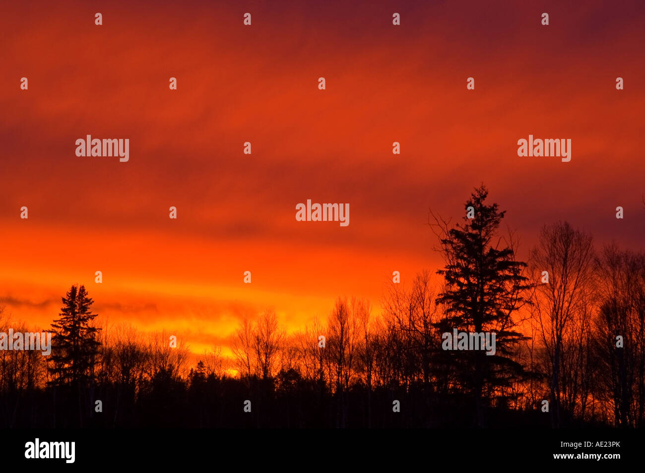 Sunset skies and spruce tree silhouettes, Greater Sudbury, Ontario ...