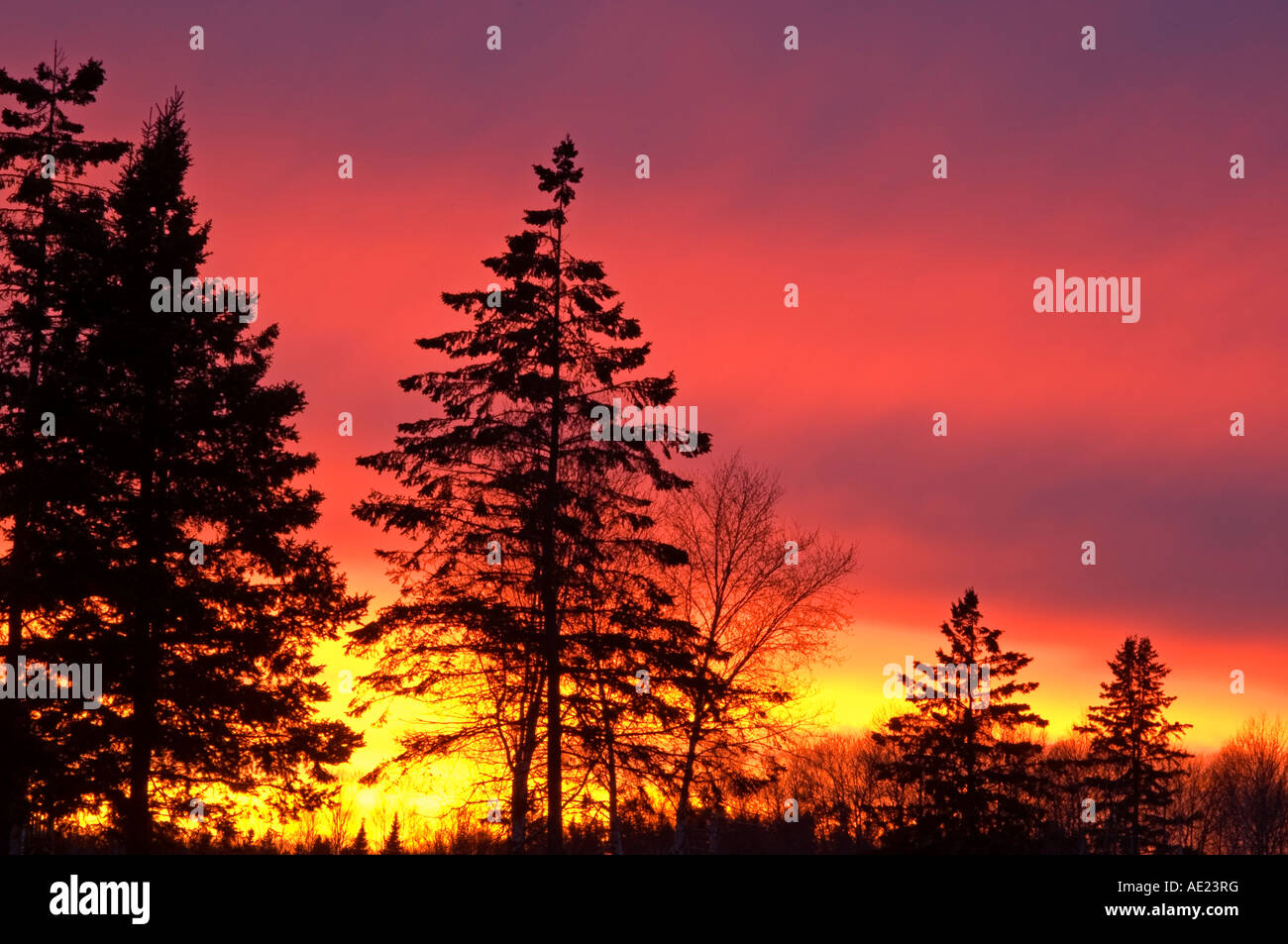 Sunset skies and spruce tree silhouettes, Greater Sudbury, Ontario ...