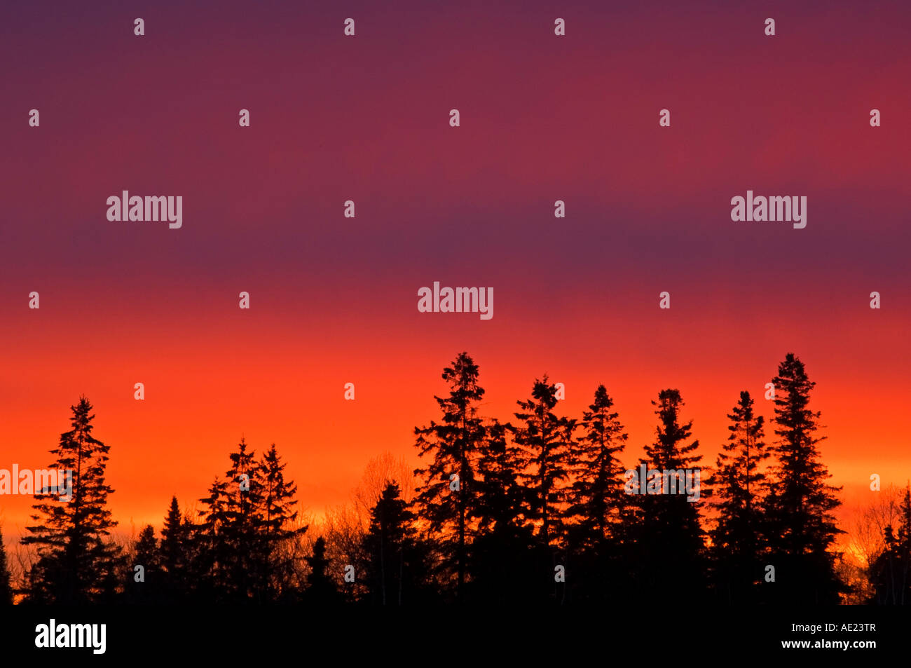Sunset skies and spruce tree silhouettes, Greater Sudbury, Ontario ...