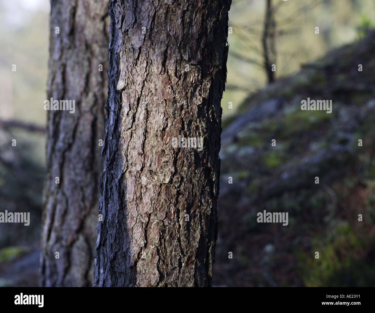 Pine tree stems hi-res stock photography and images - Alamy