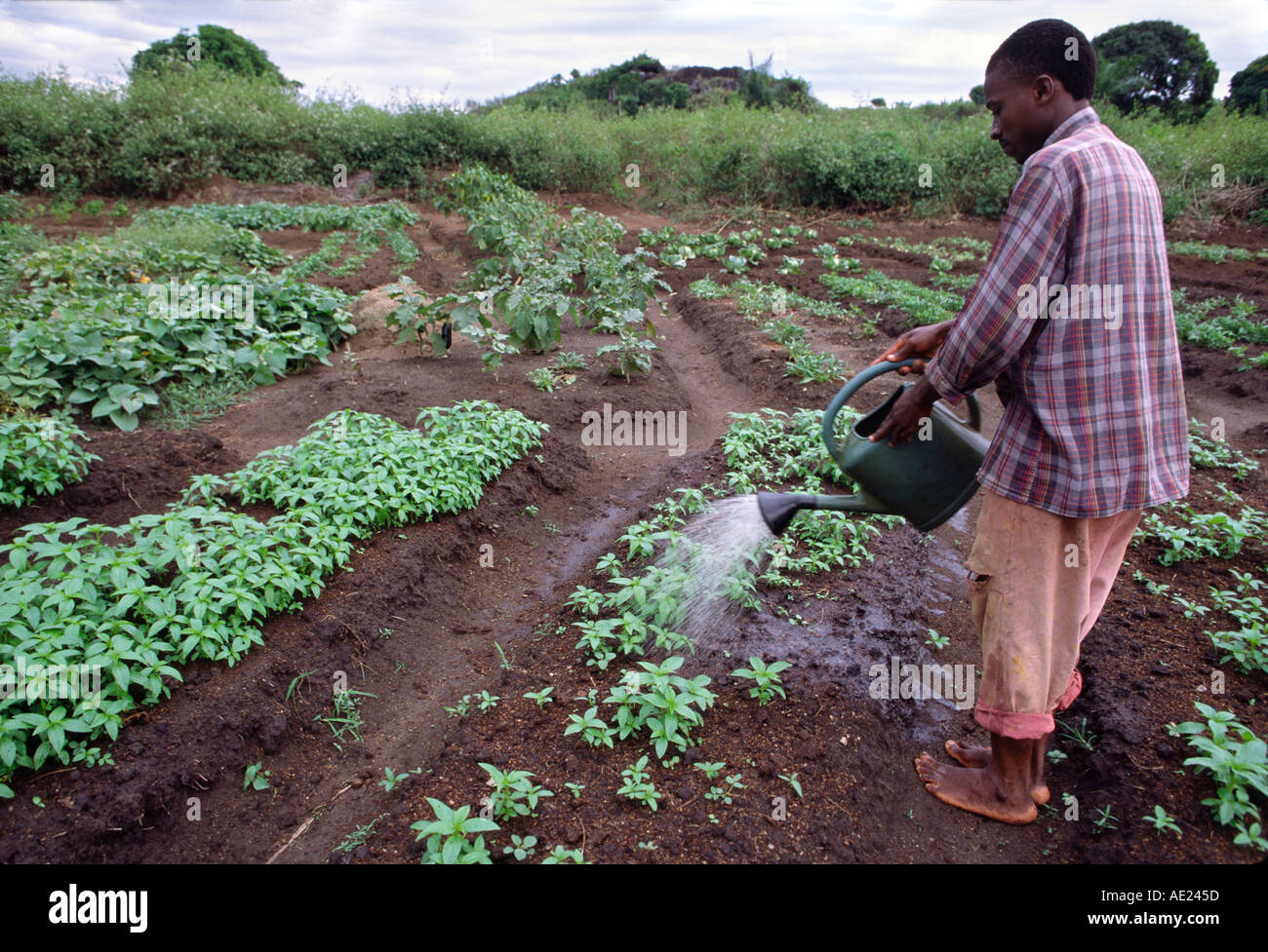 Man waters crops on a small farm plot, Tabou, Cote d'Ivoire Stock Photo ...