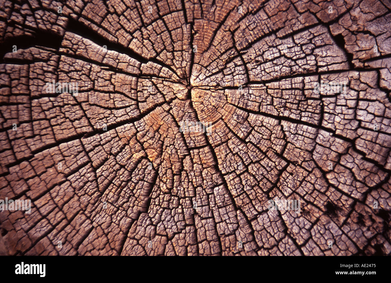 Transverse section of log Stock Photo - Alamy