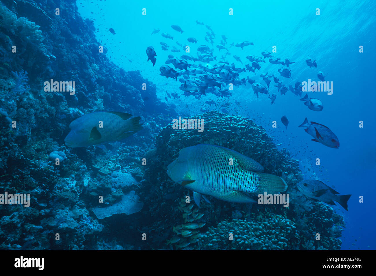 TWO NAPOLEONFISH CORAL REEF RED SEA Stock Photo - Alamy