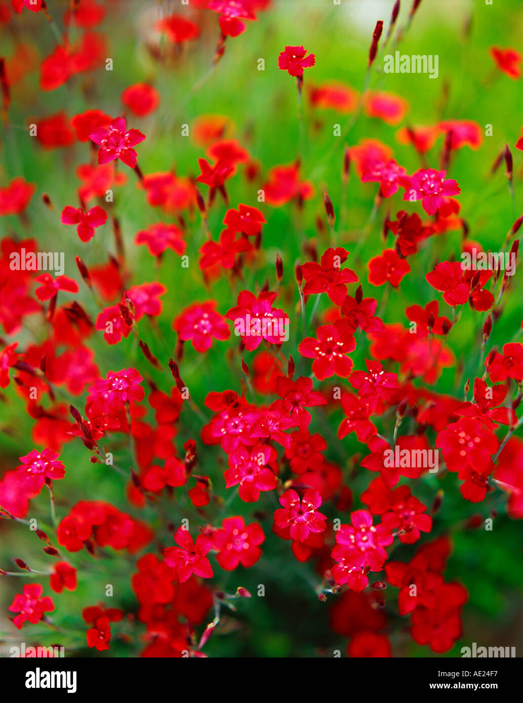 Miniature alpine plant hi-res stock photography and images - Alamy